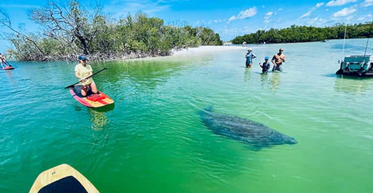 Naples, FL: Guided Standup Paddleboard or Kayak Tour | GetYourGuide