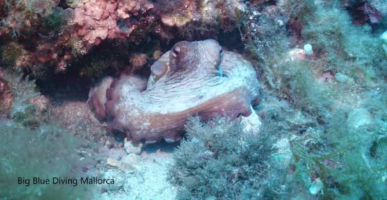 Mallorca: Discover Scuba Diving from the boat | GetYourGuide