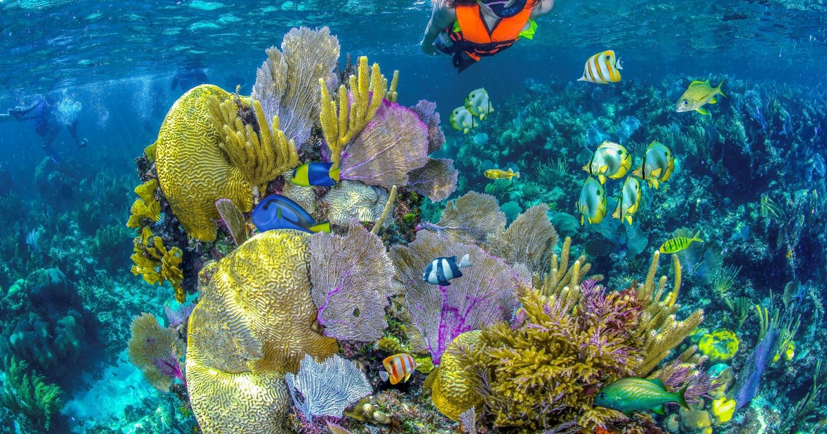 Riviera Maya: Native Park Entrance Ticket With Reef Snorkel | GetYourGuide