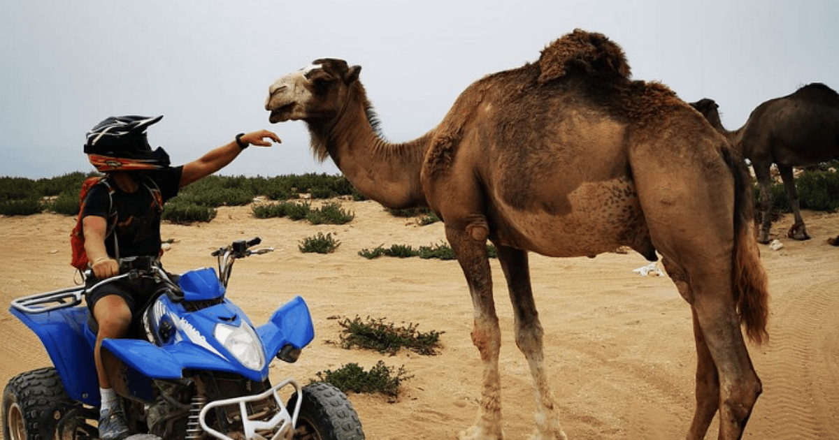 Agadir Morocco Activities Pakages & Tours | GetYourGuide