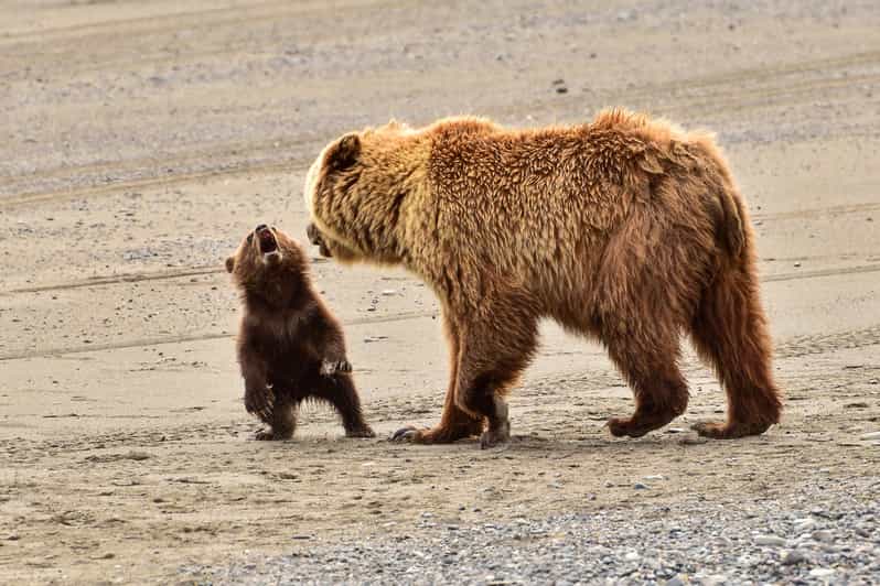 Desde Seward: Avistamiento guiado de osos en el Parque Nacional del ...