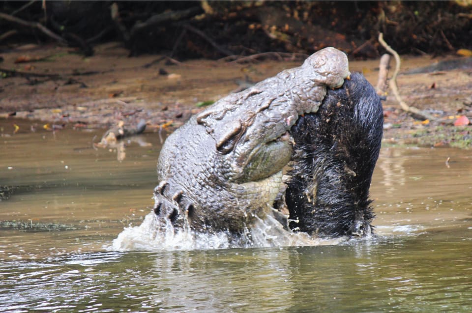 Daintree Rainforest: Crocodile & Wildlife River Cruises | GetYourGuide