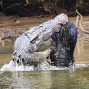 Daintree Rainforest: Crocodile & Wildlife River Cruises | GetYourGuide