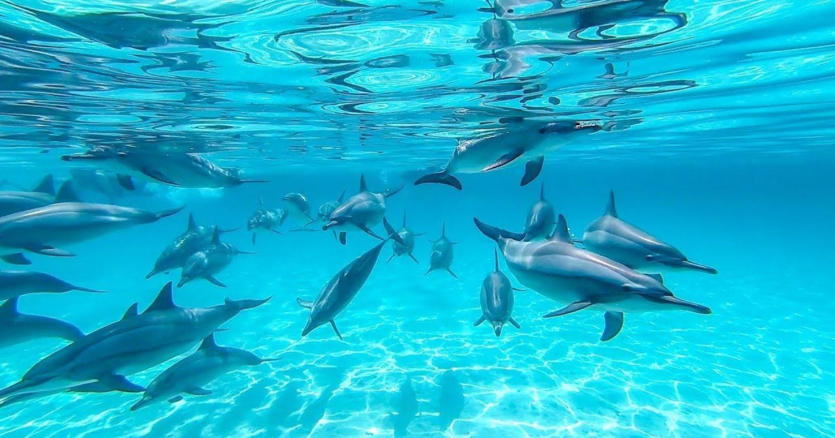 Marsa Alam: Sataya-Riff Delfin-Schnorchel-Tour mit Lunch | GetYourGuide