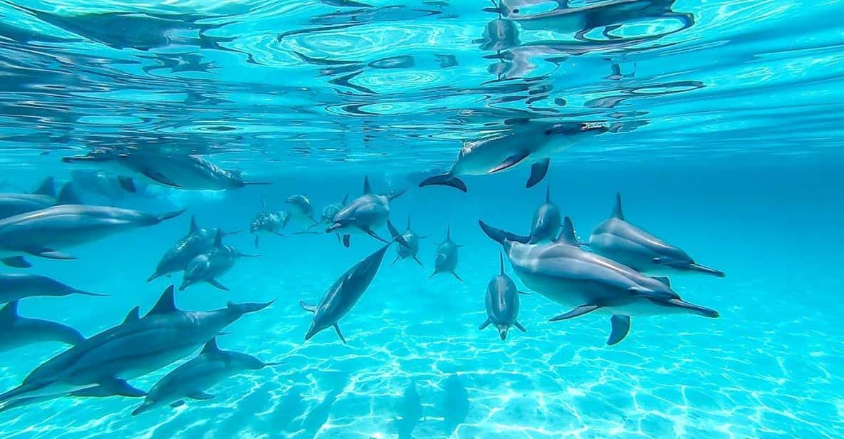 Marsa Alam: Sataya Reefs Dolfijn-snorkelcruise met lunch | GetYourGuide