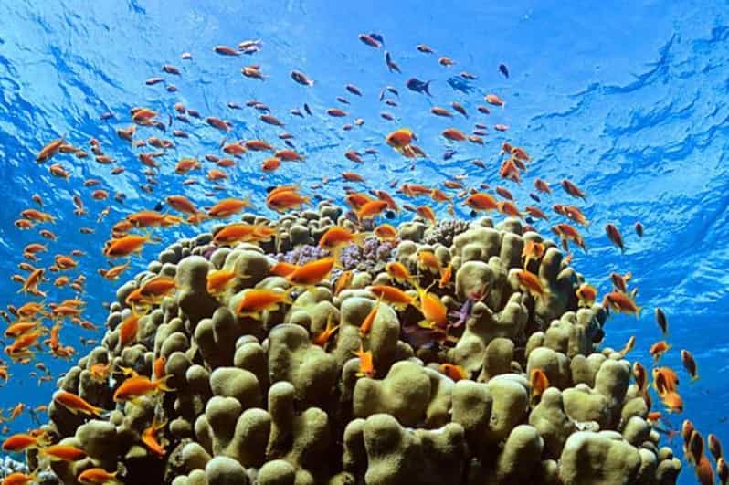 Marsa Alam: Sataya Reefs Dolphin Snorkel Cruise with Lunch | GetYourGuide