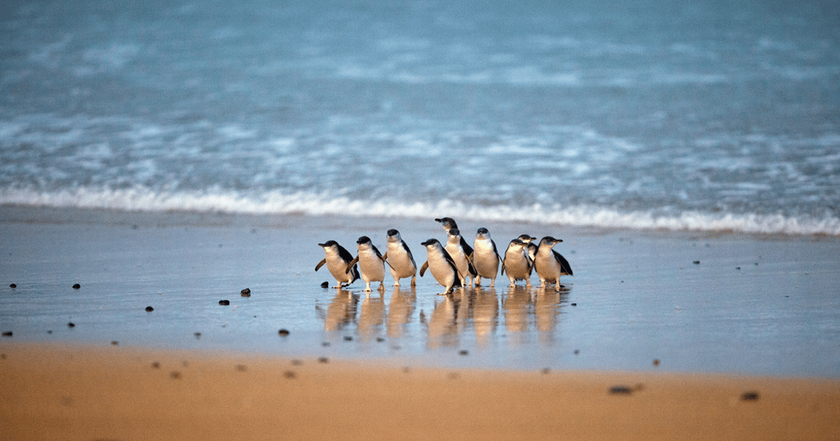 Phillip Island: Pinguin-Parade und Multi-Attraktions-Pass | GetYourGuide