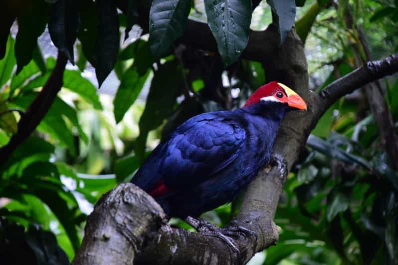 Cape Town: World of Birds & Animal Sanctuary | GetYourGuide