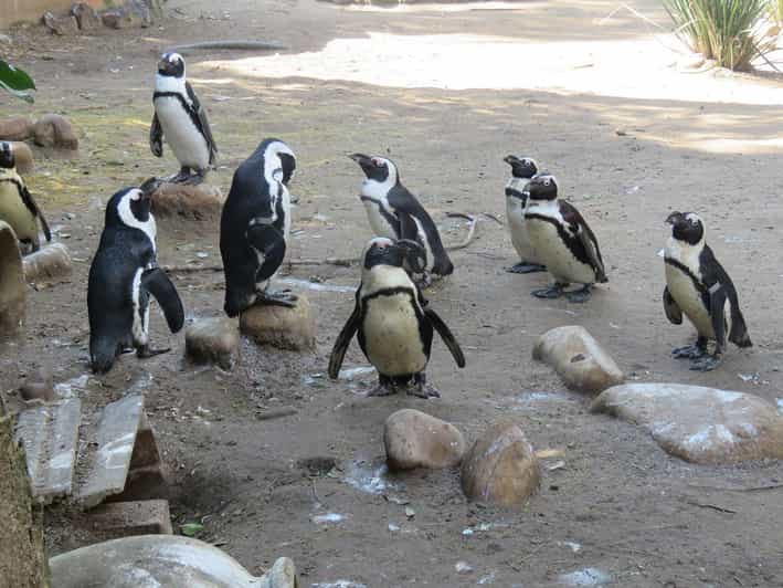 Cape Town: World of Birds & Animal Sanctuary | GetYourGuide