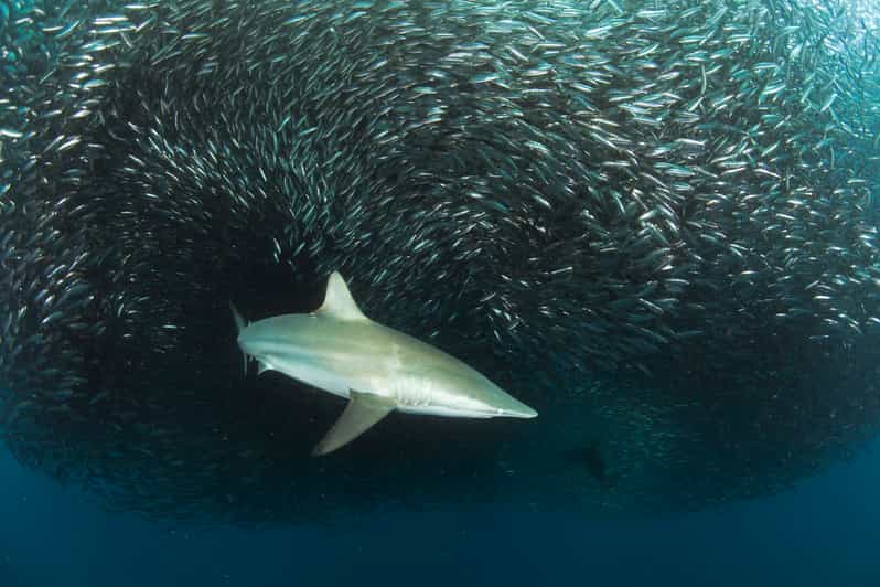 Città del Capo: immersione nella gabbia degli squali | GetYourGuide
