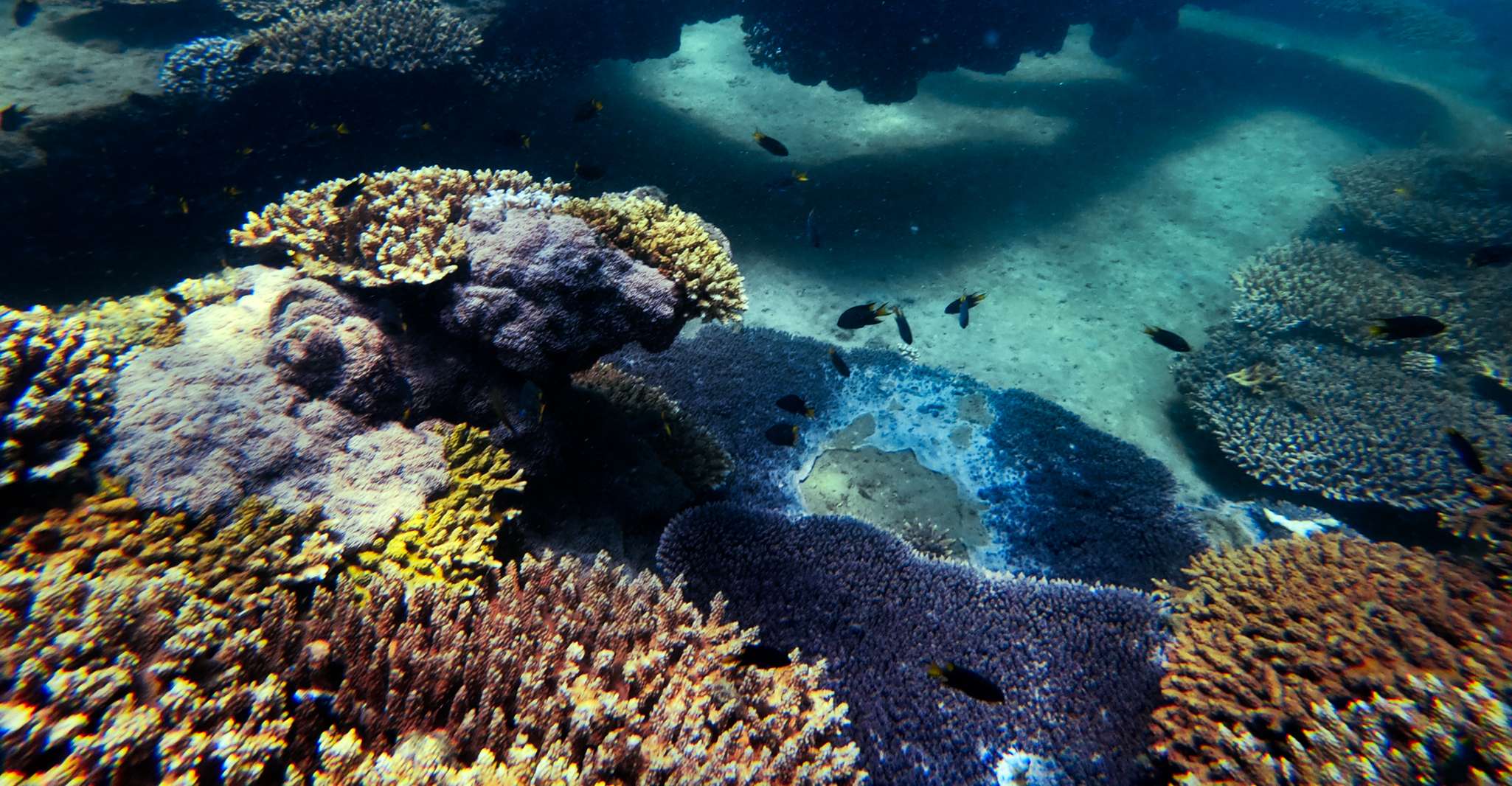 Moreton Island, Dolphin and Tangalooma Wrecks Day Cruise | Water ...