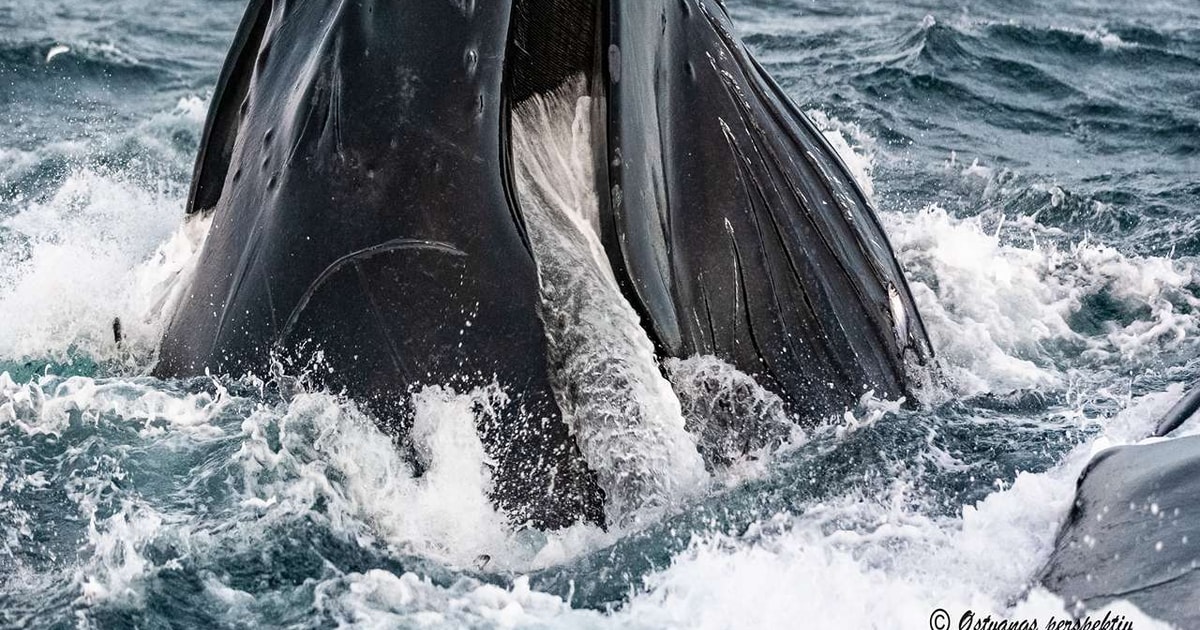 Skjervoy: Guided Whale Watching RIB Boat Tour with Lunch | GetYourGuide