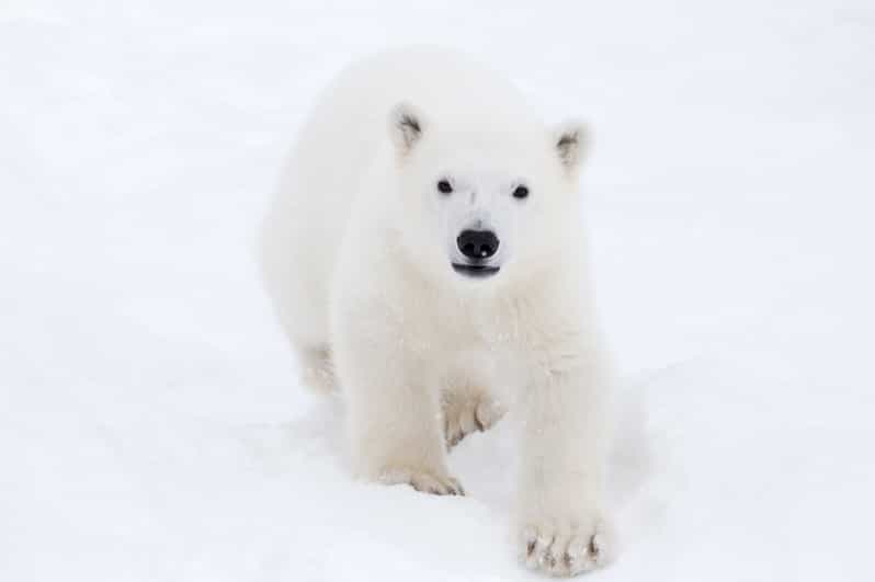 Ranua Wildlife Park Experience | GetYourGuide