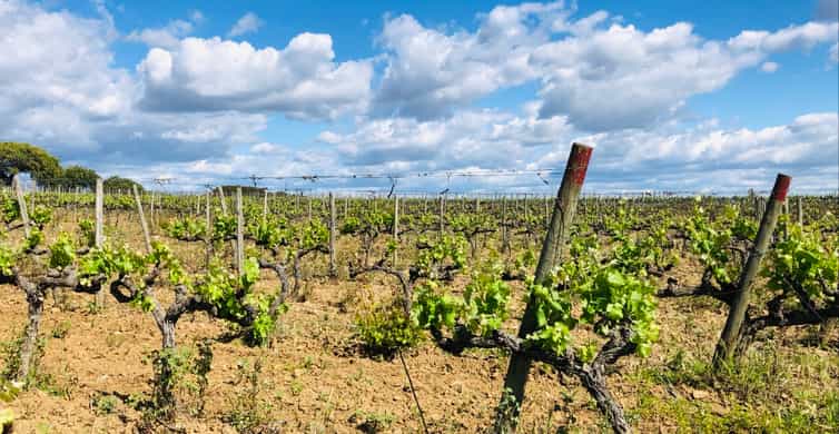 Cork Farm: 4x4 Cork Tour with Optional Lunch | GetYourGuide