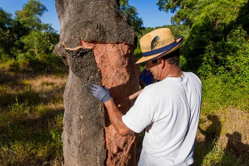 Cork Farm: 4x4 Cork Tour with Optional Lunch | GetYourGuide