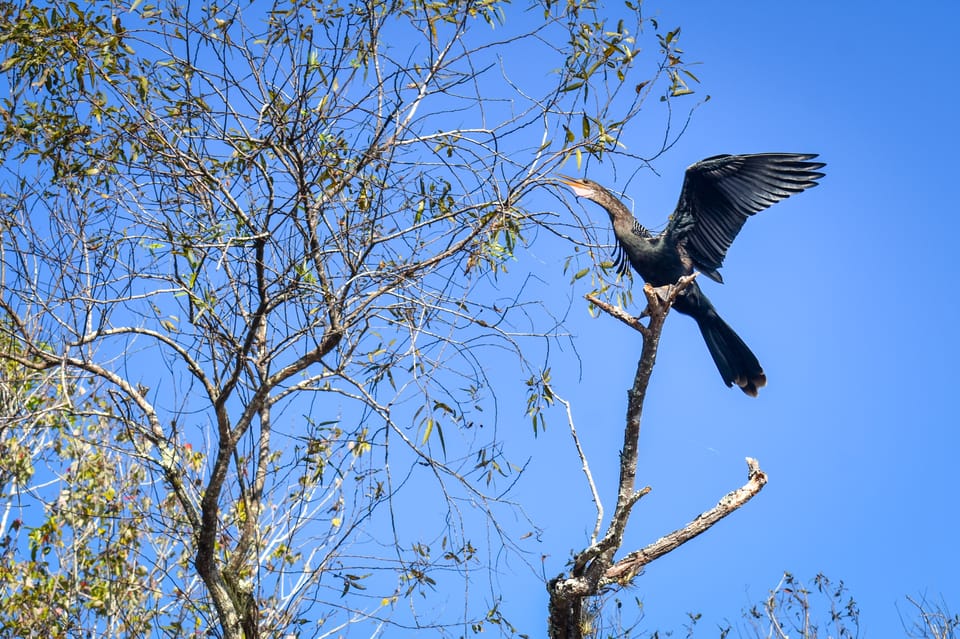 Everglades City: Guided Kayaking Tour of the Wetlands | GetYourGuide