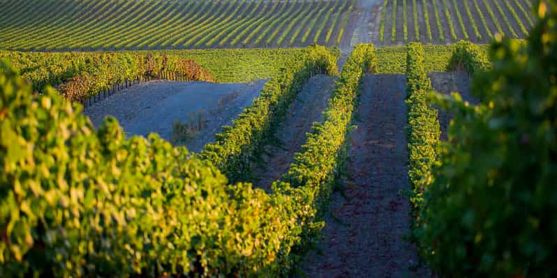 Cork Farm: 4x4 Cork Tour with Optional Lunch | GetYourGuide