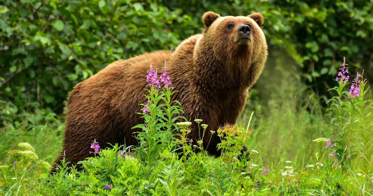 Kenai: Alaska Bear Hiking Experience by Plane | GetYourGuide