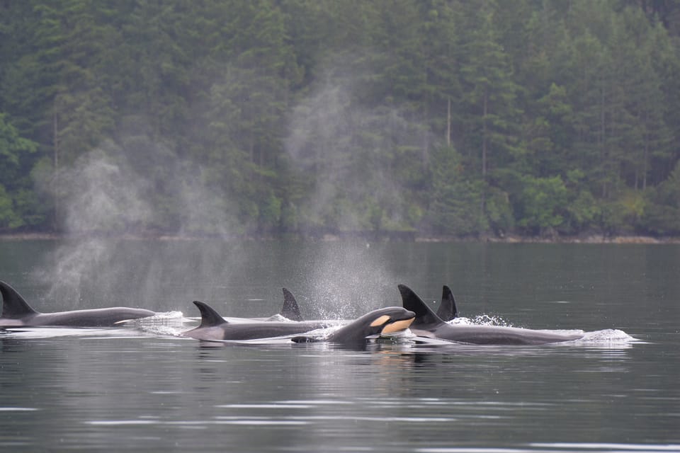 Seattle: Half-Day Wildlife and Whale Watching Cruise | GetYourGuide