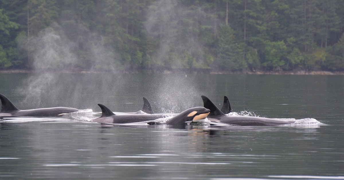 Seattle: Half-Day Wildlife and Whale Watching Cruise | GetYourGuide