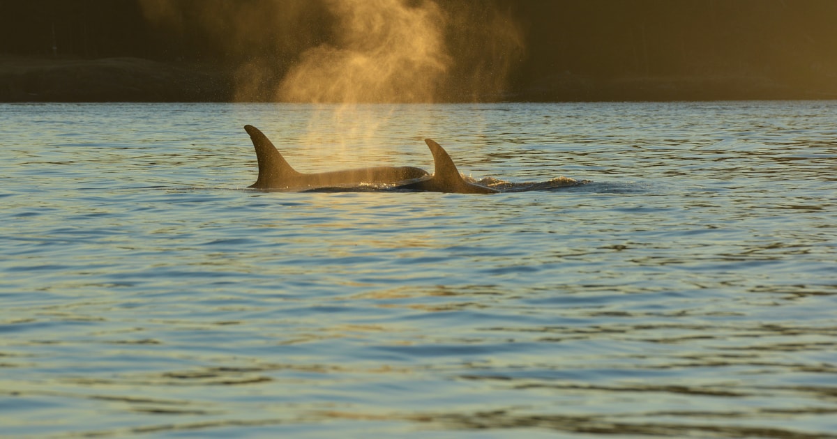 Seattle: Half-Day Whale Watching Tour | GetYourGuide