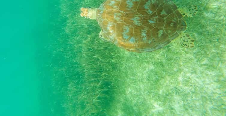 Riviera Maya: Turtles Snorkeling and Cenote Cave | GetYourGuide