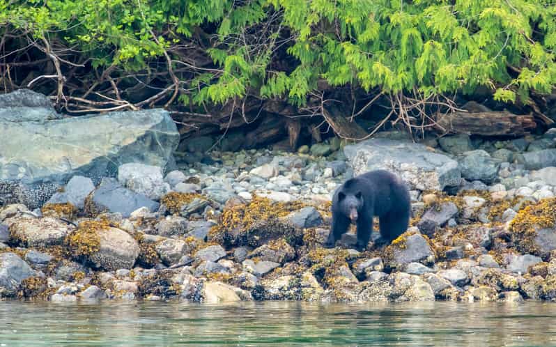 Campbell River: Discovery Passage Wildlife Boat Tour | GetYourGuide