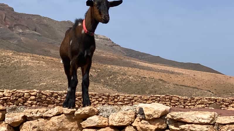 Fuerteventura: tour guidato di trekking con le capre dell'isola ...