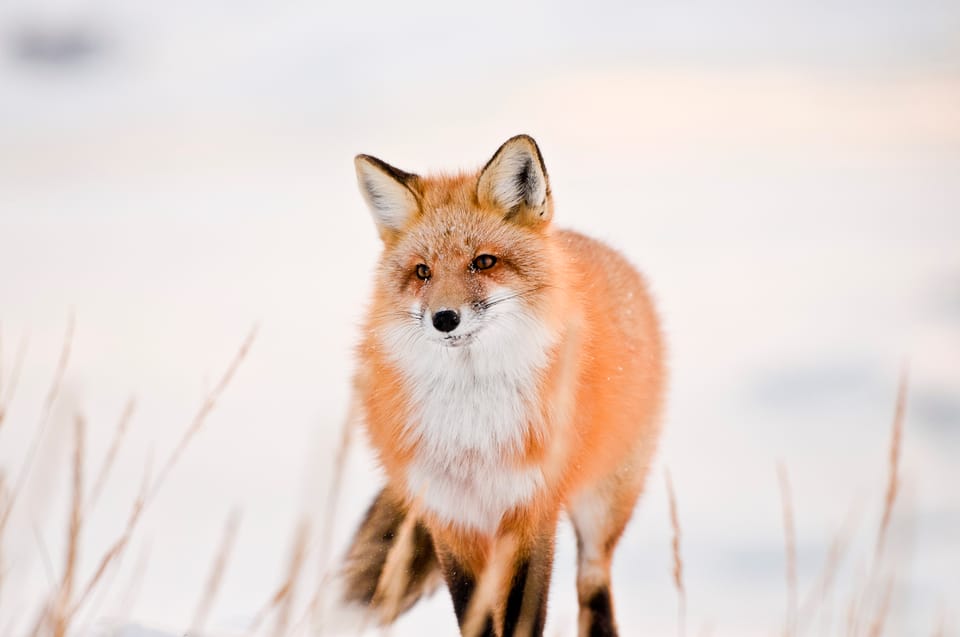 Banff - Wildlife Safari Drive and Nature Walk | GetYourGuide