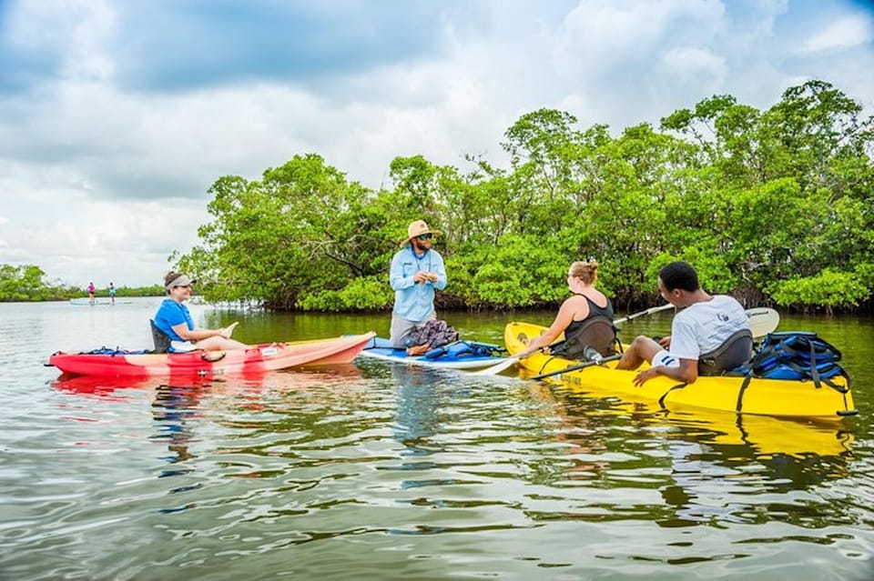 Marco Island: Kayak Mangrove Ecotour in Rookery Bay Reserve | GetYourGuide