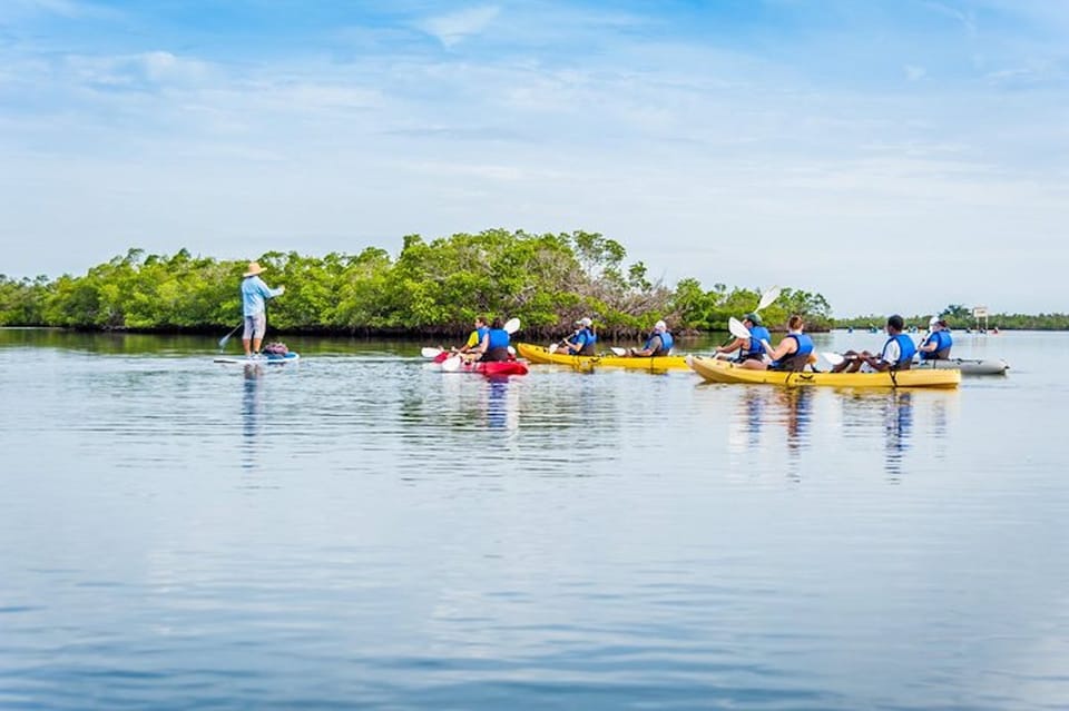 Marco Island: Kayak Mangrove Ecotour in Rookery Bay Reserve | GetYourGuide