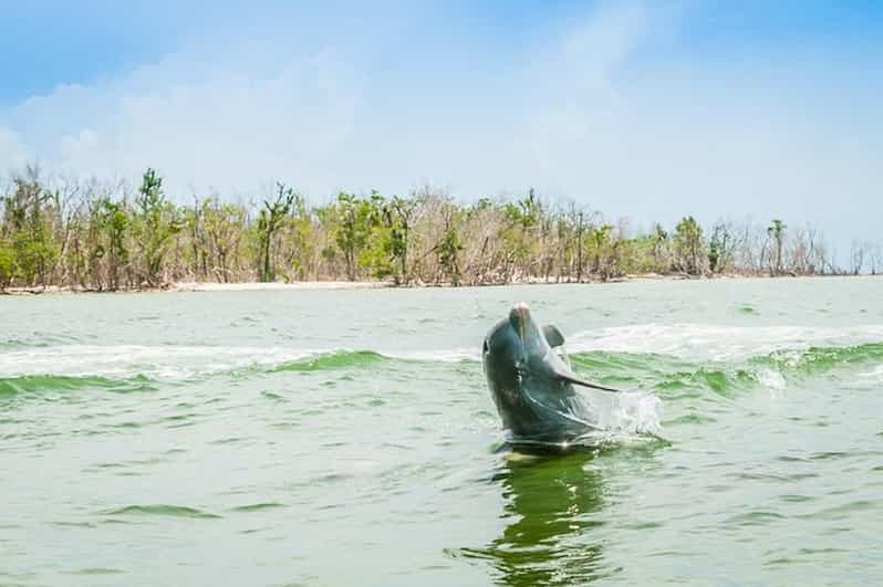 Marco Island: Dolphin-Watching Boat Tour | GetYourGuide