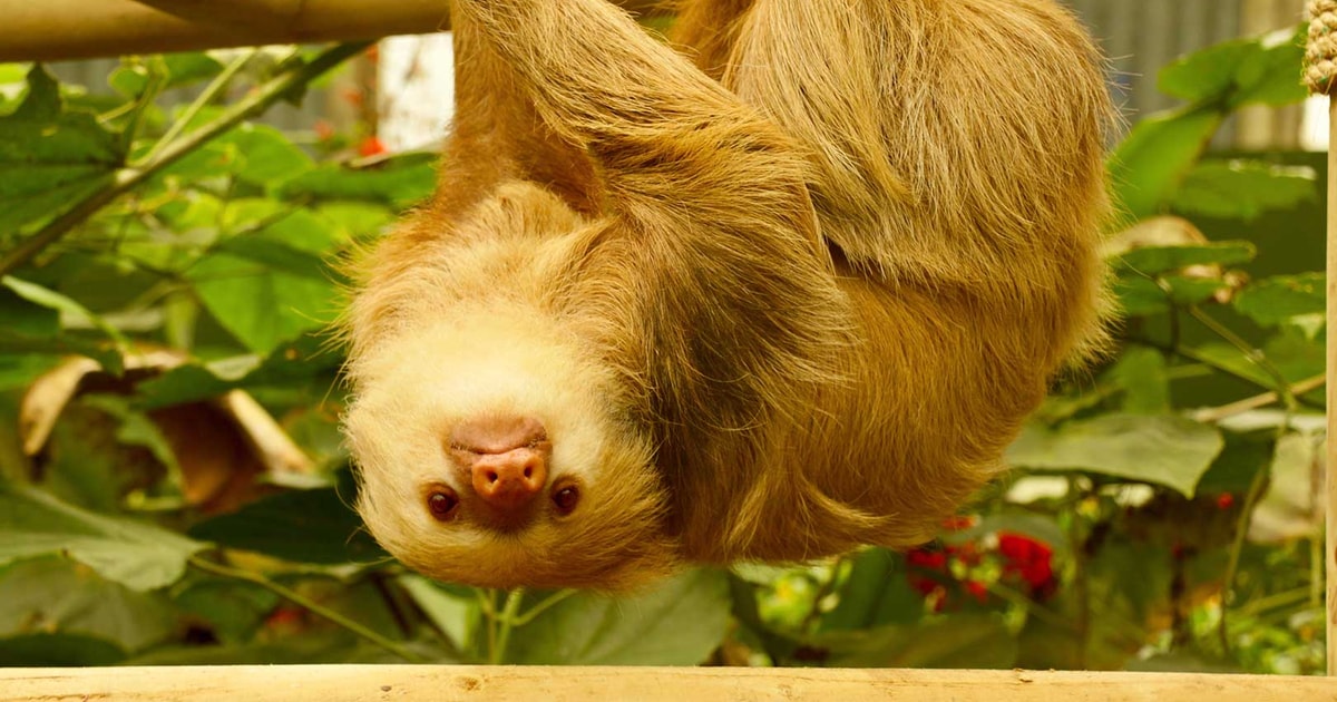 Monteverde: tyrolki, mosty, motyle, leniwce i nie tylko | GetYourGuide