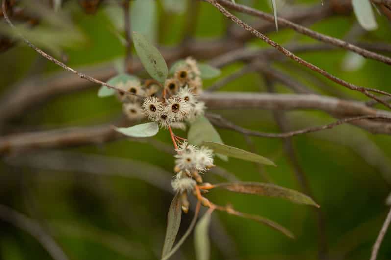 Adelaide: Cultural Tour of the Adelaide Botanic Garden | GetYourGuide