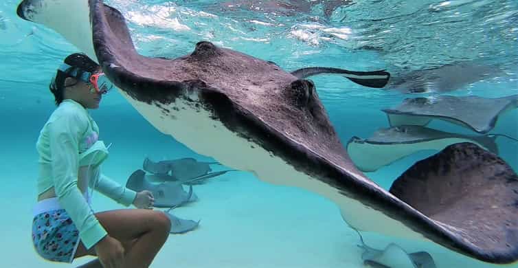 Stingray City, George Town, George Town, Cayman Islands - Book Tickets ...