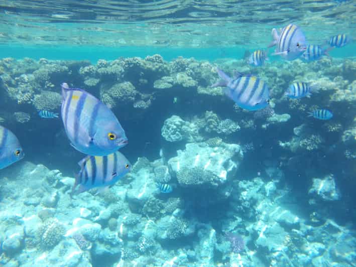 Σαρμ: Colored Canyon Dahab Tour με τρεις πισίνες Snorkeling | GetYourGuide