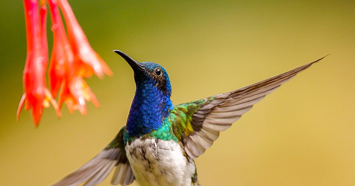 Cali: Bird Watching | GetYourGuide