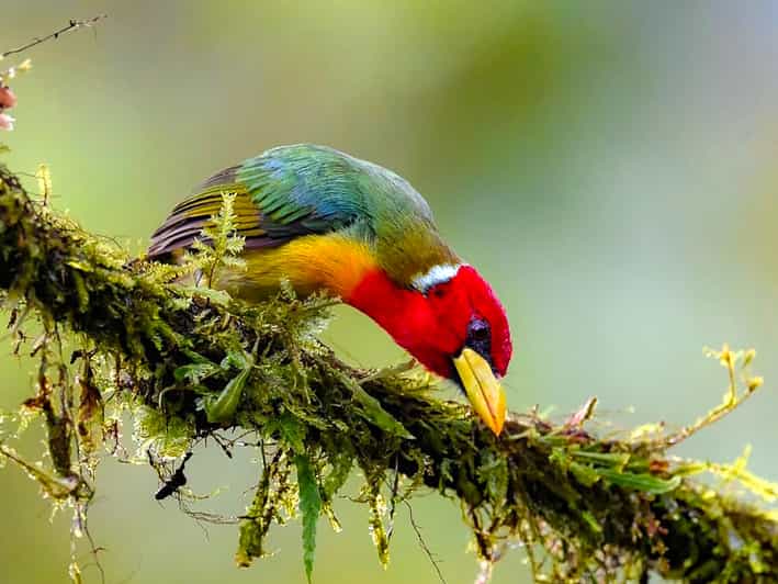 Παρατήρηση πουλιών - Birding στη ζούγκλα του Κάλι | GetYourGuide