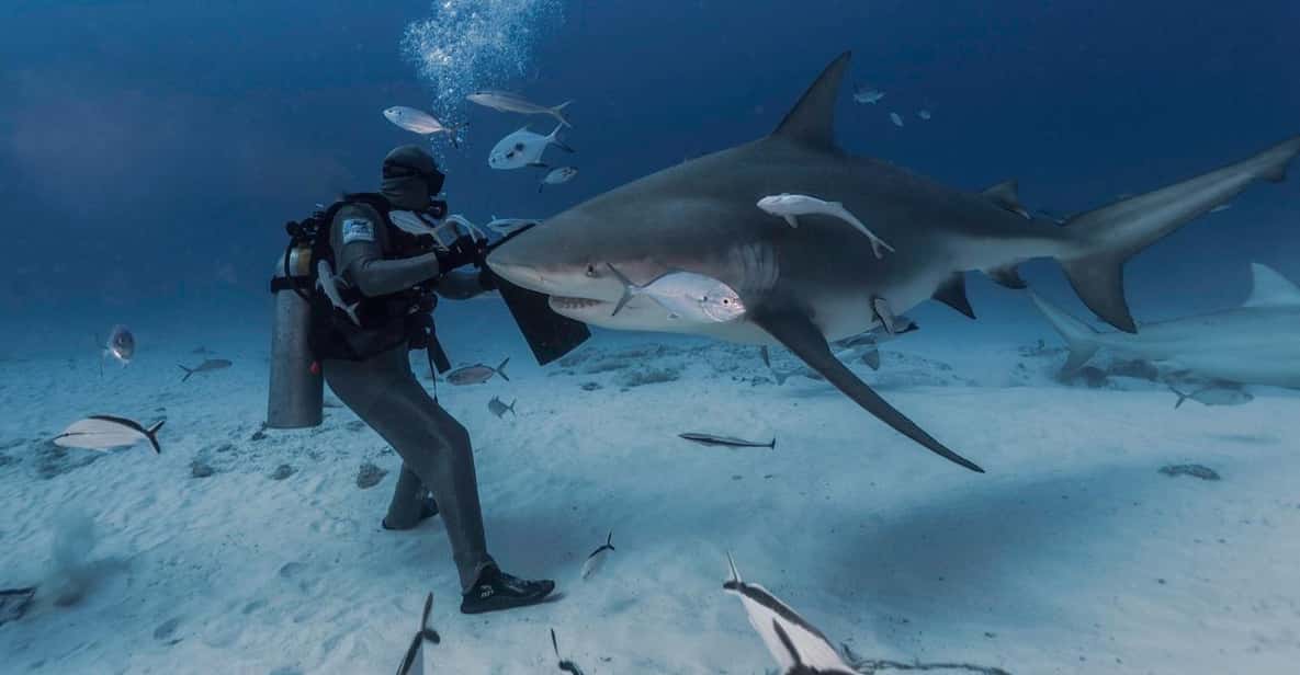 Playa del Carmen: Buceo con tiburones toro | GetYourGuide