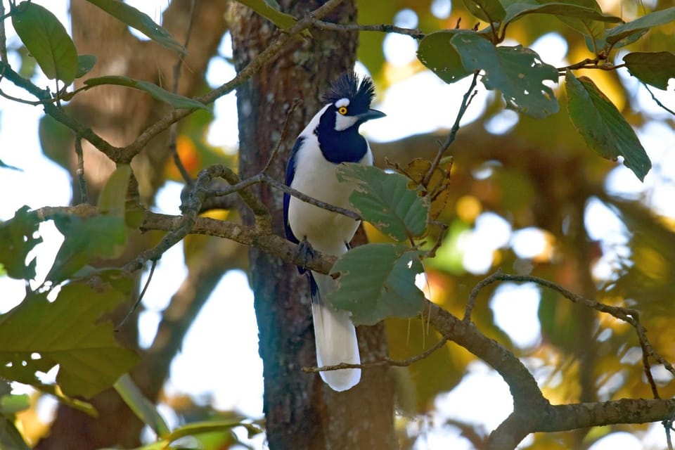 Mazatlan: Tufted Jay Bird Watching and Hiking Tour | GetYourGuide