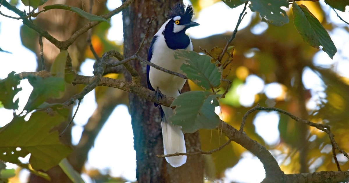 Mazatlan: Tufted Jay Bird Watching and Hiking Tour | GetYourGuide