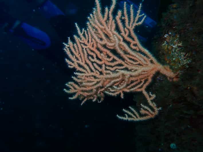 Arrábida: Advanced Adventure Diving Course: Advanced Adventure Diving ...