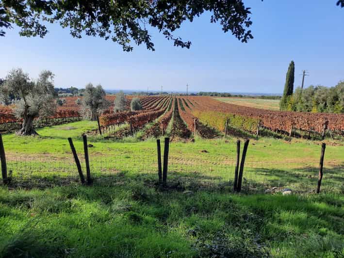 Florence Wine Tour with Traditional Lunch, Private Winery | GetYourGuide