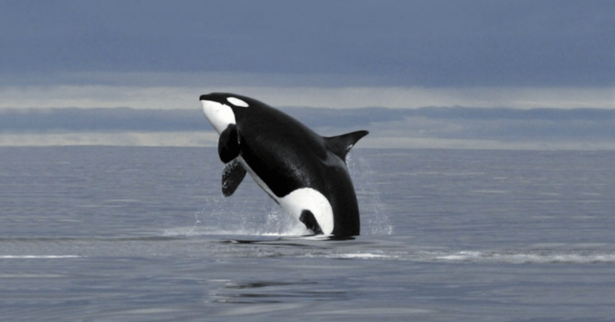 Skjervøy: Whale-Watching RIB Tour with Lunch | GetYourGuide