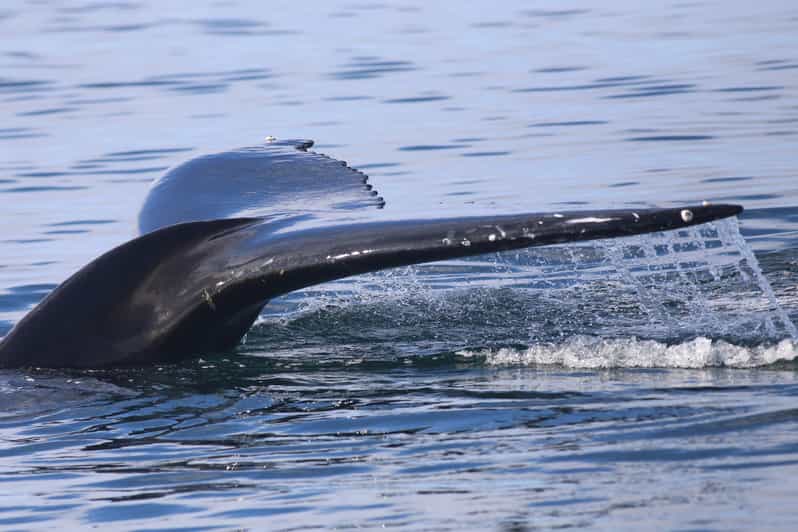Reykjavik: Best Value Whale Watching Boat Tour | GetYourGuide