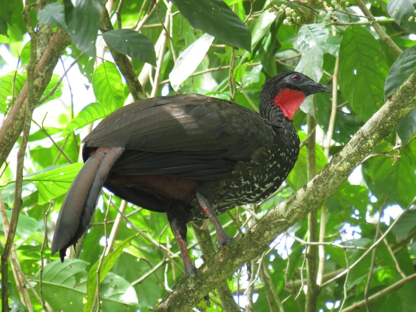 Bird Watching at Juan Castro Blanco National Park | GetYourGuide