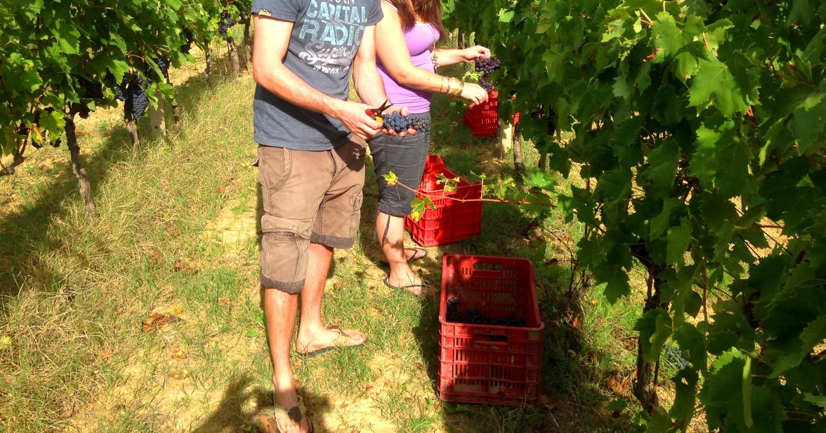 Tour e degustação de vinhos em uma vinícola orgânica em Arcádia, Grécia ...