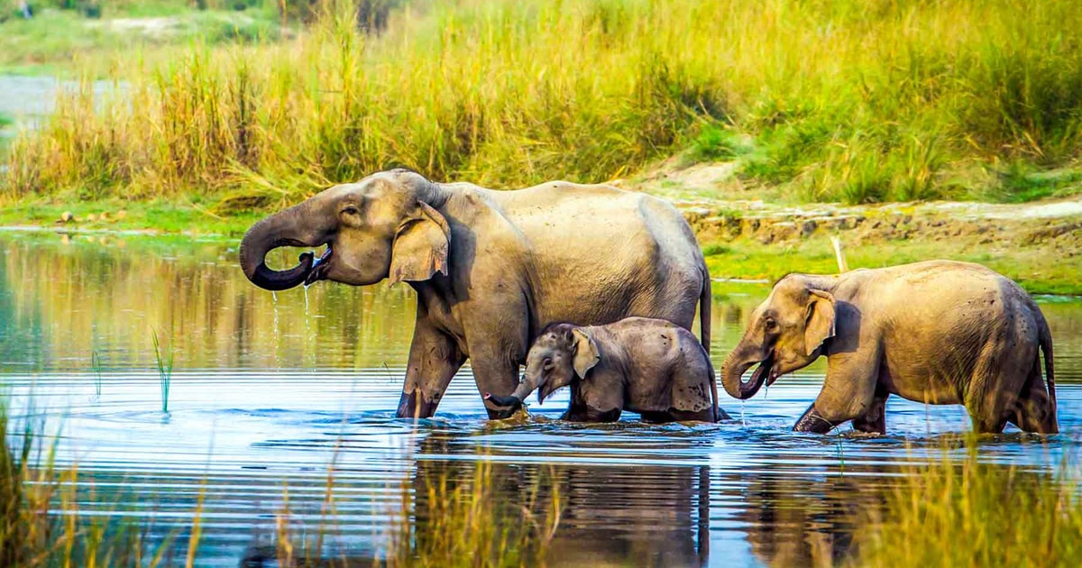 3 Nights Chitwan Jungle Adventures from Kathmandu | GetYourGuide