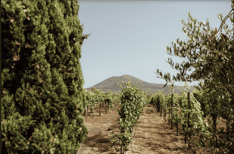 Mount Vesuvius: Vineyard Tour with Wine Tasting and Lunch | GetYourGuide