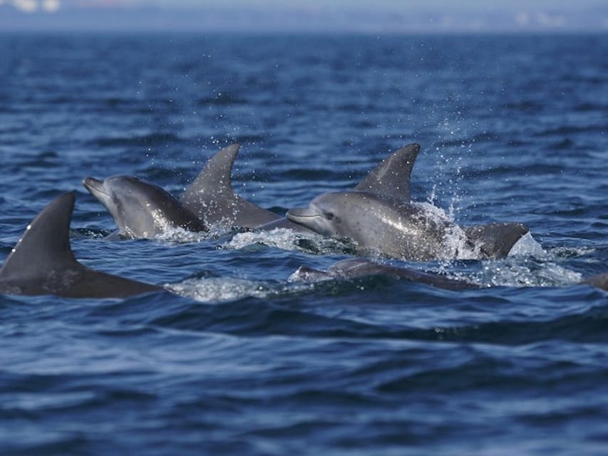 Bando: Excursión en barco a la Isla de los Delfines con comida barbacoa ...